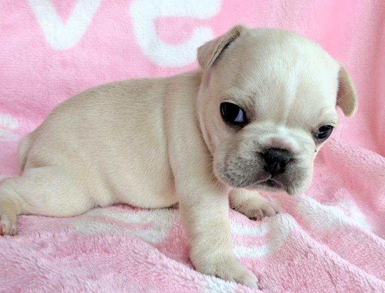 Cream French Bulldogs - The French Bulldog