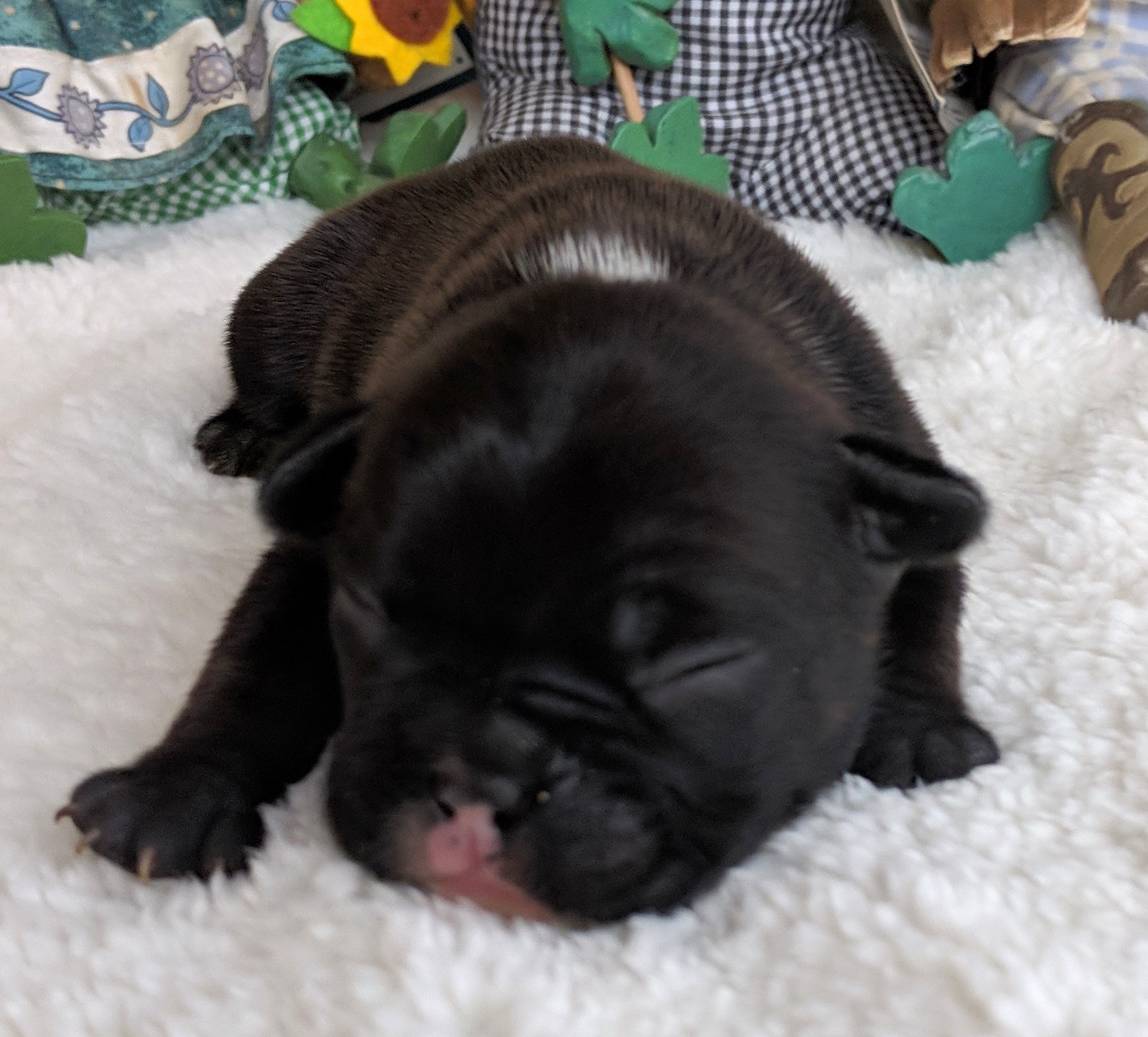 Brindle French Bulldogs - The French Bulldog