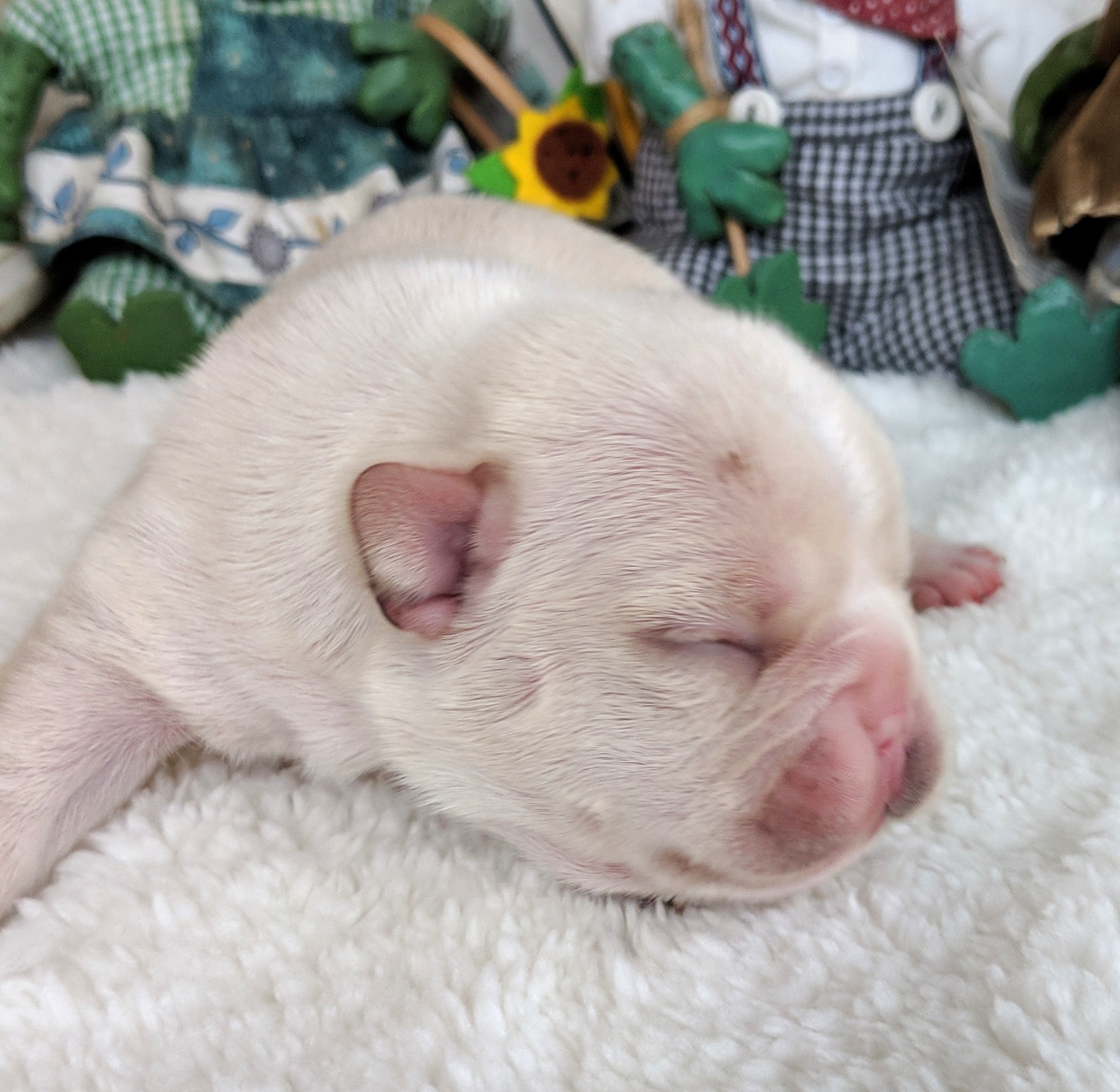 Cream French Bulldogs - The French Bulldog