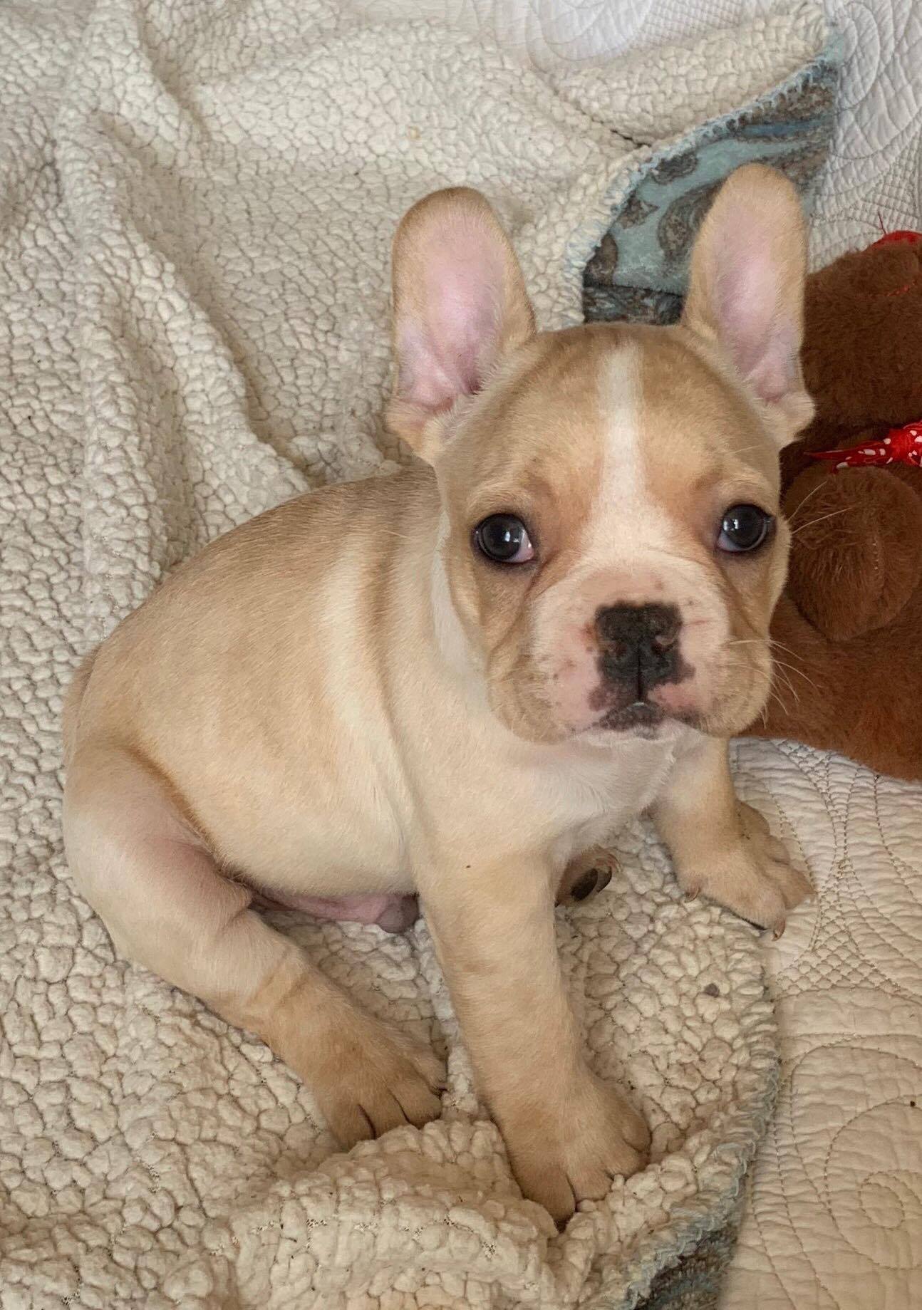 Cream French Bulldogs - The French Bulldog