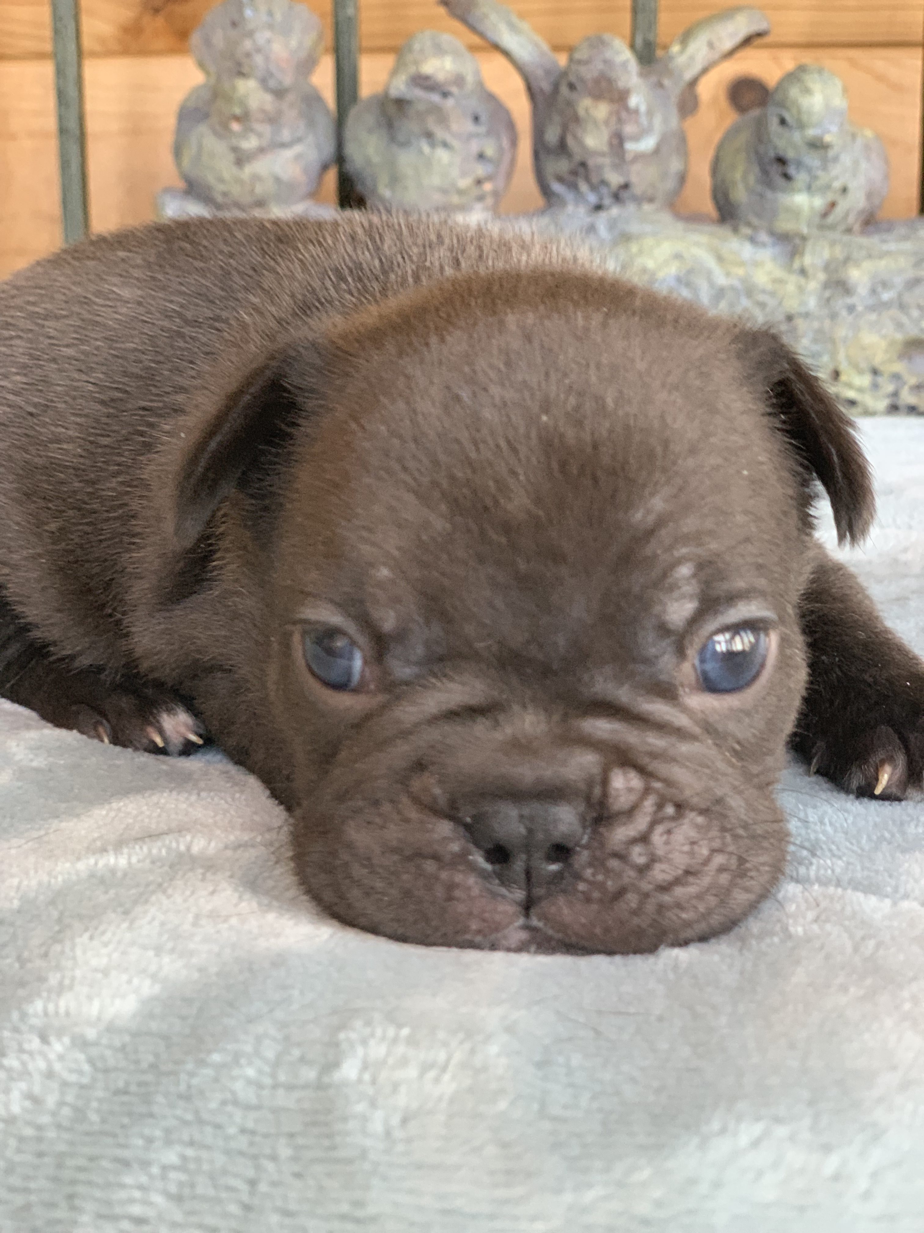 Chocolate French Bulldogs - The French Bulldog