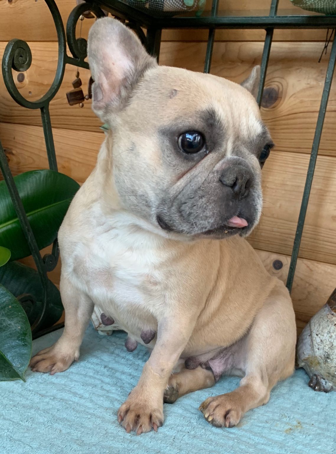 SOLD-Fawn Merle Female French Bulldog: Yana - The French Bulldog