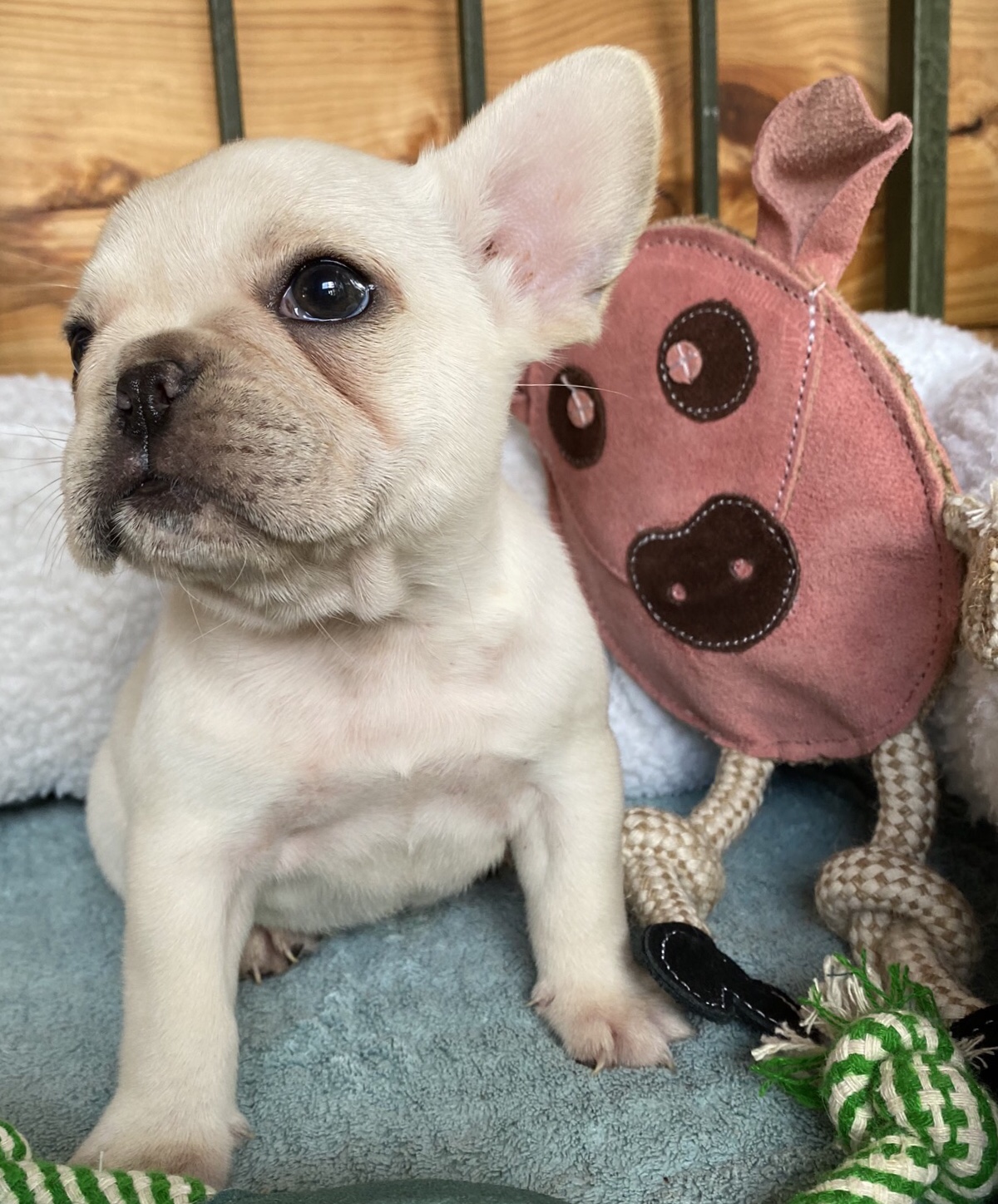 Cream French Bulldog Female: Vera-Sold - The French Bulldog