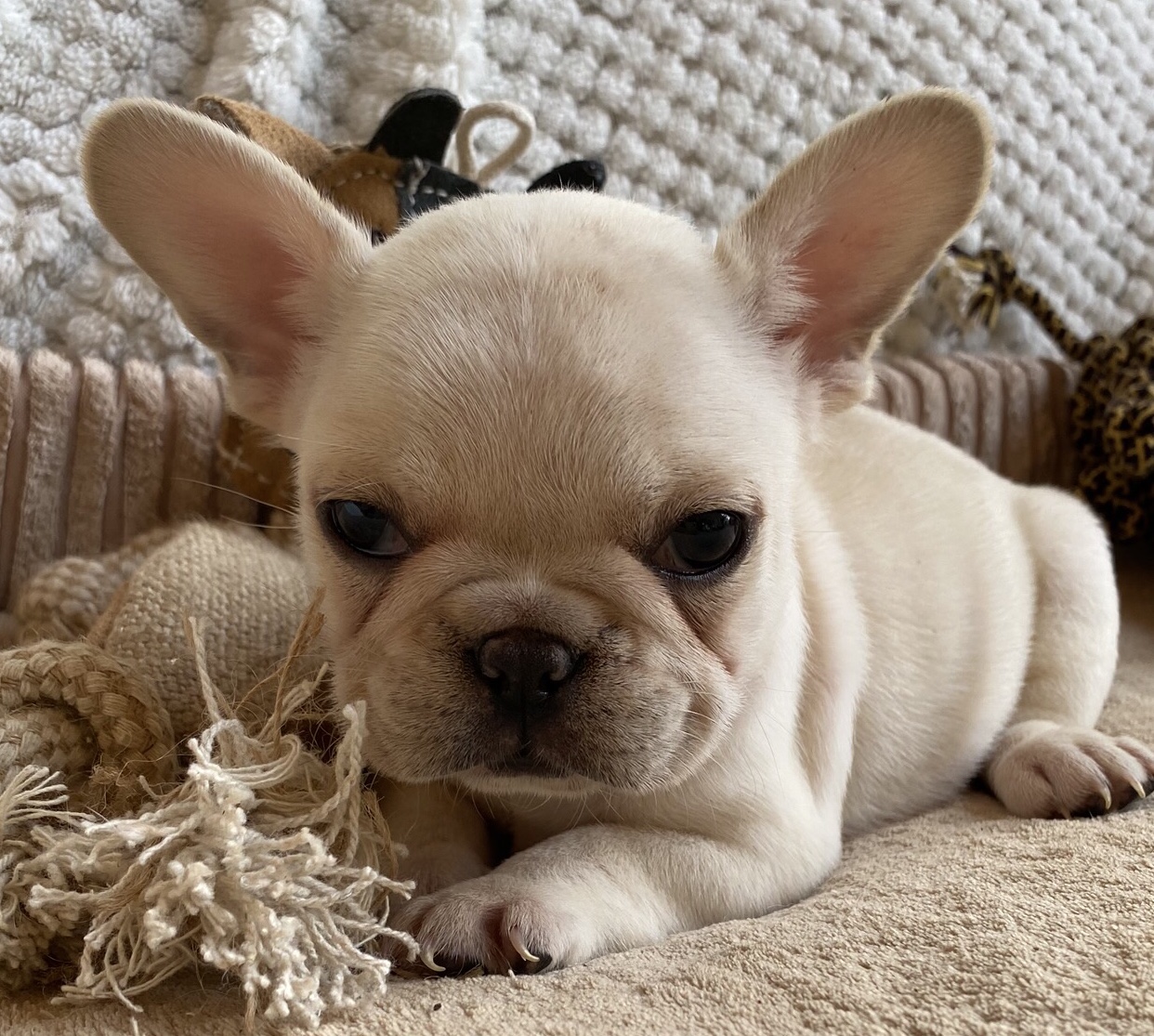 Cream French Bulldog Female: Vera-Sold - The French Bulldog
