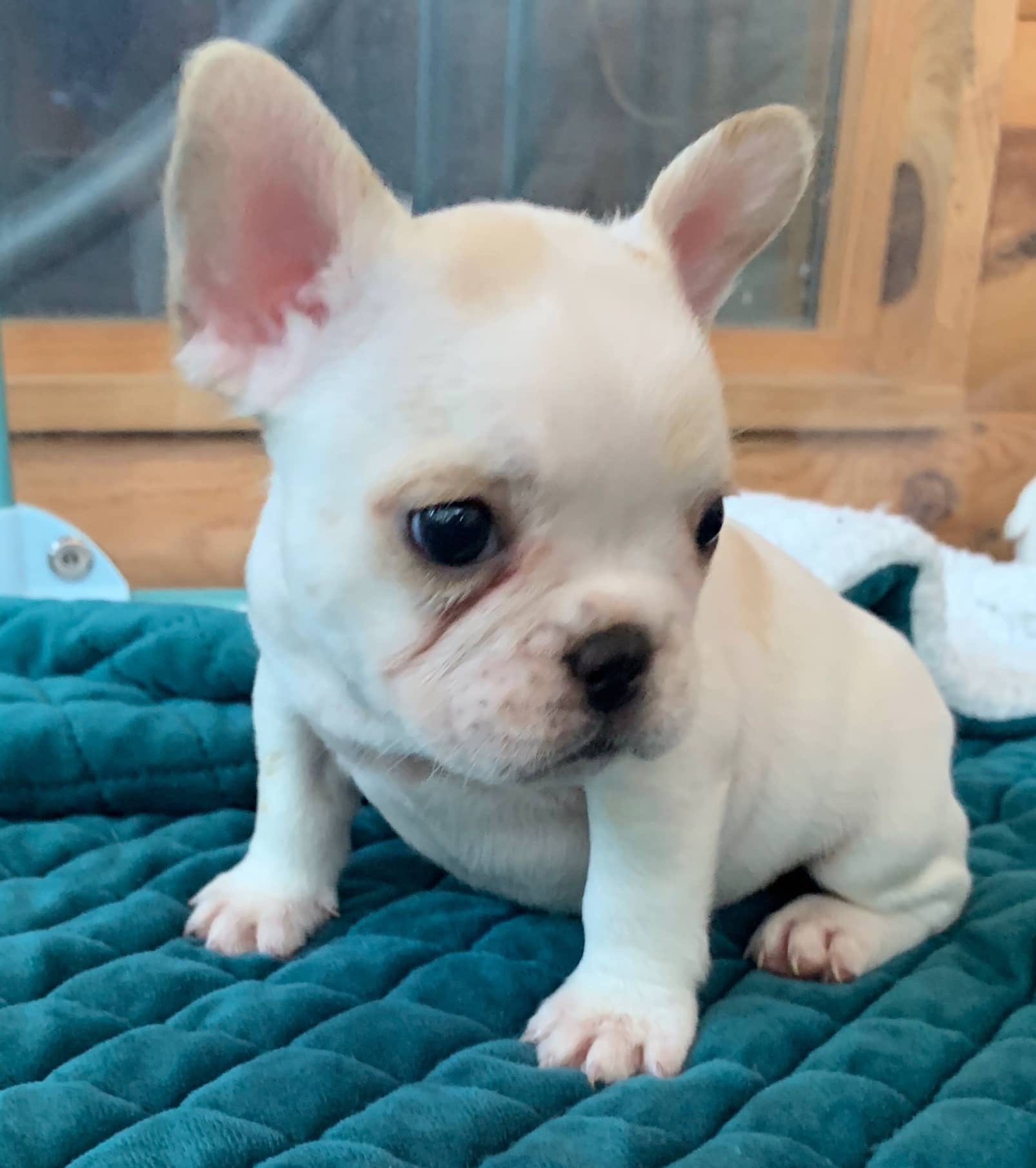 Cream Female French Bulldog: Violet-SOLD - The French Bulldog