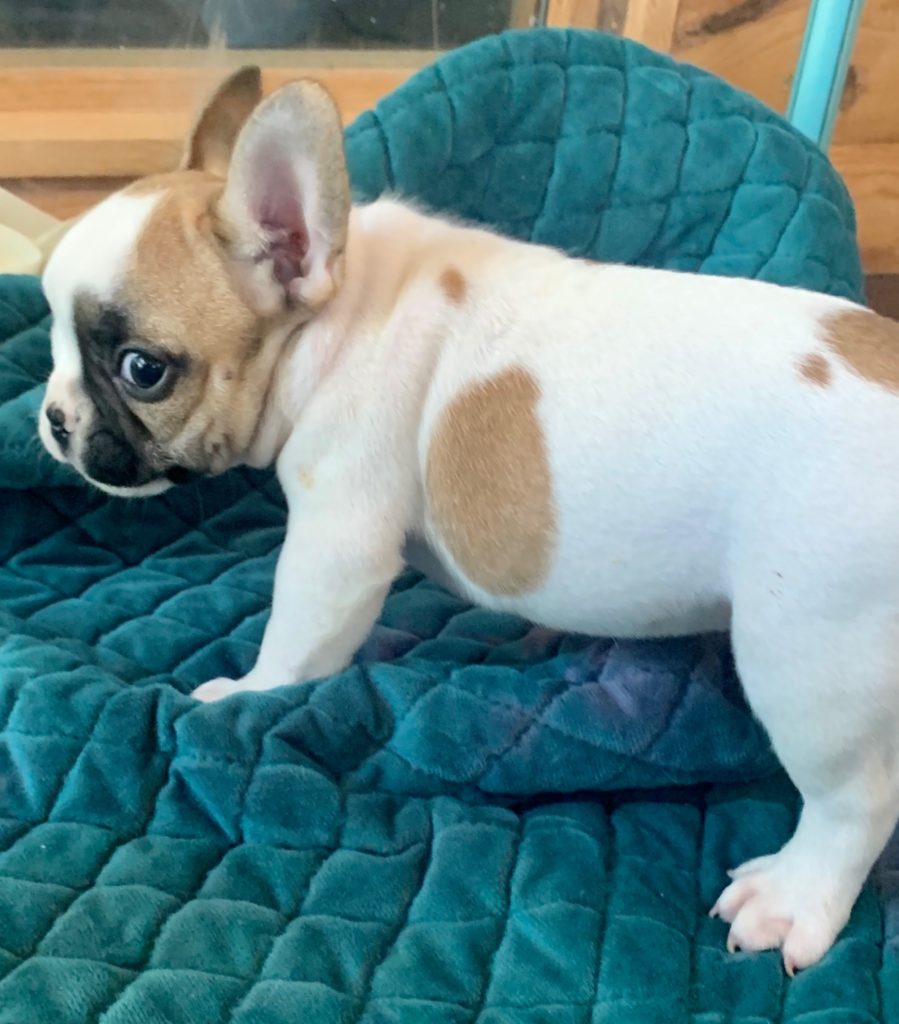 Fawn Pied French Bulldog Male: Barrett-SOLD - The French Bulldog