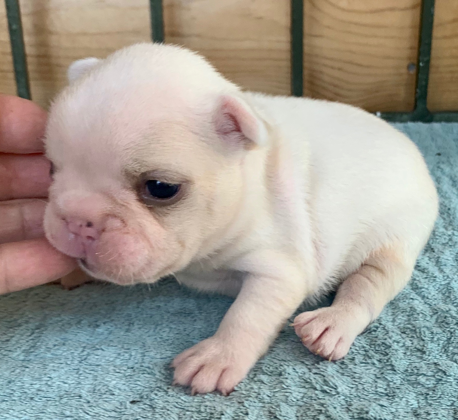 Cream Female French Bulldog: Nikkita-3420-SOLD - The French Bulldog