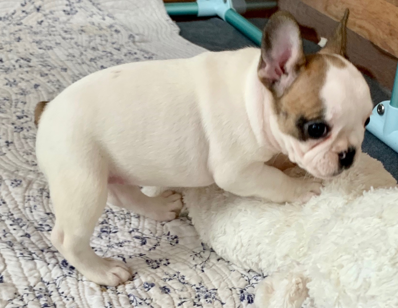 Fawn Pied French Bulldog