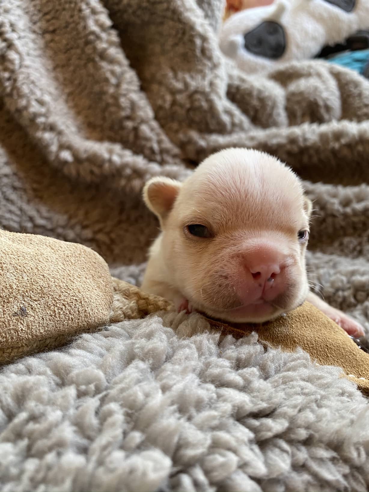 Cream Female French Bulldog: Nikkita-3420-SOLD - The French Bulldog