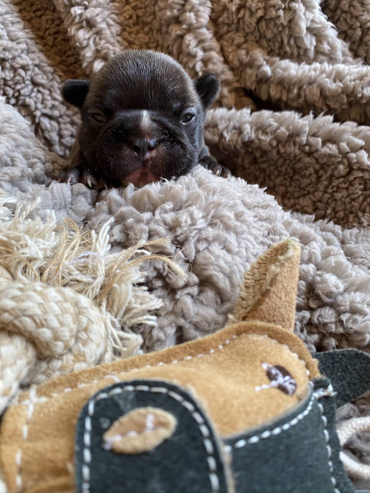 Cream Female French Bulldog: Nikkita-3420-SOLD - The French Bulldog