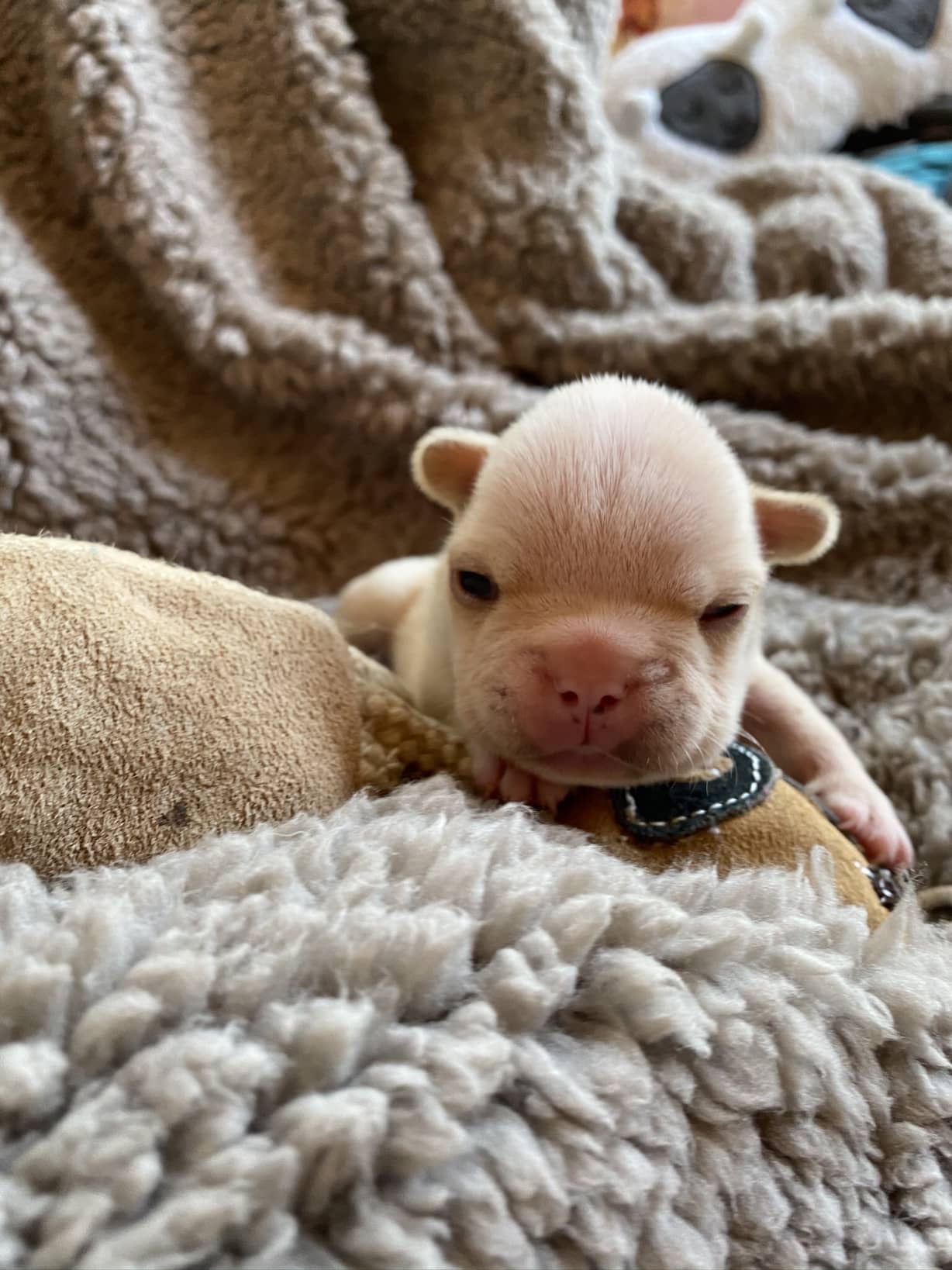 Cream Female French Bulldog: Nikkita-3420-SOLD - The French Bulldog