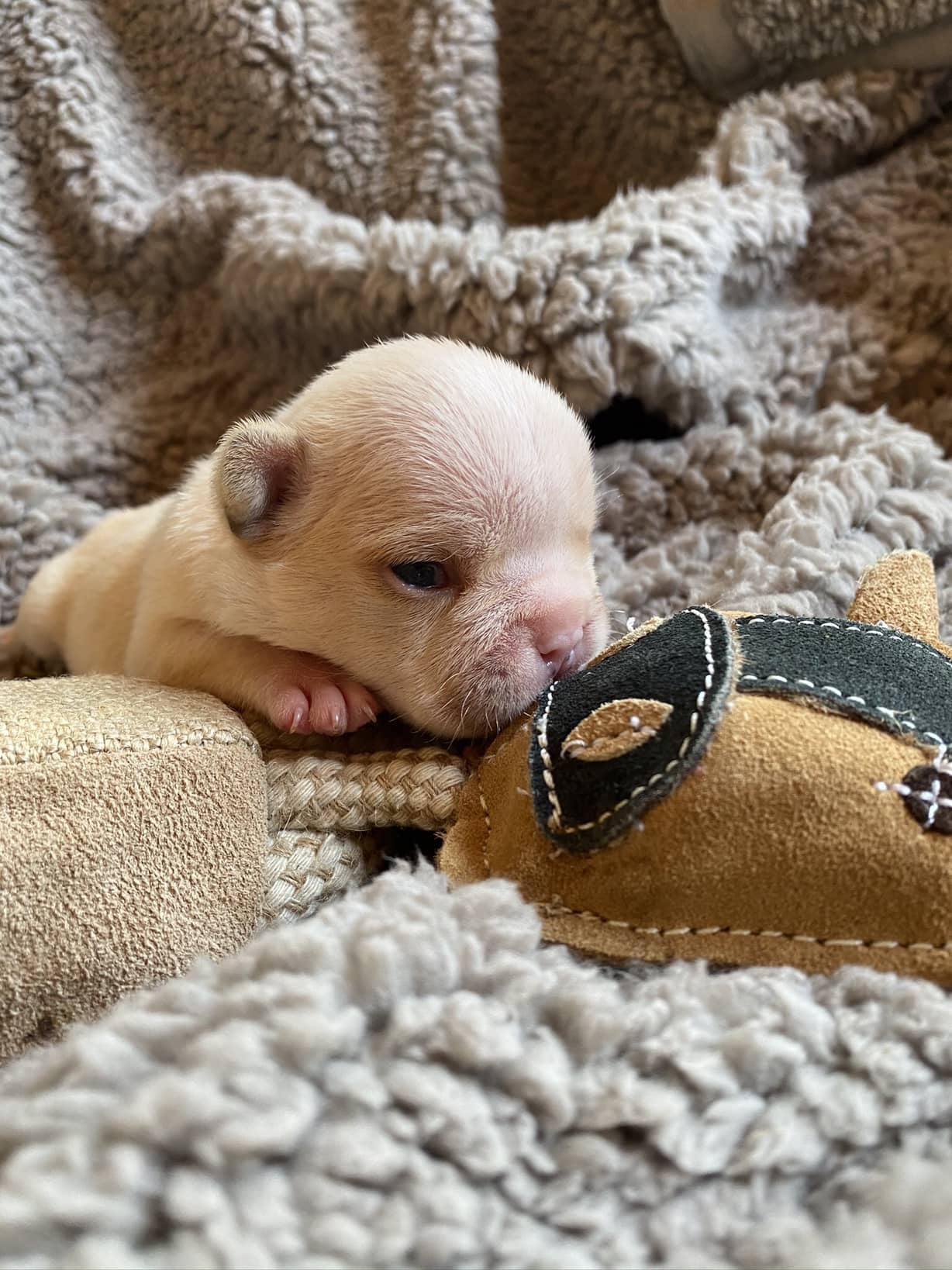 Cream Female French Bulldog: Nikkita-3420-SOLD - The French Bulldog