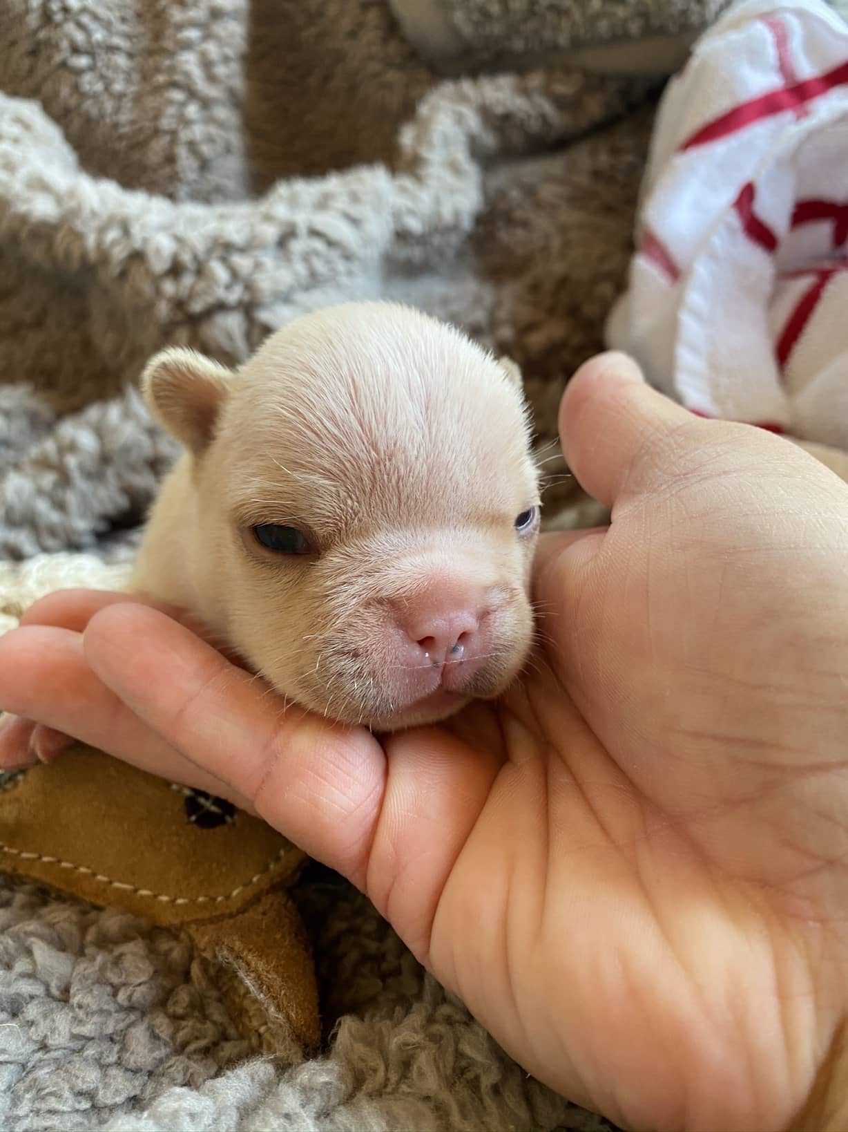 Cream Female French Bulldog: Nikkita-3420-SOLD - The French Bulldog