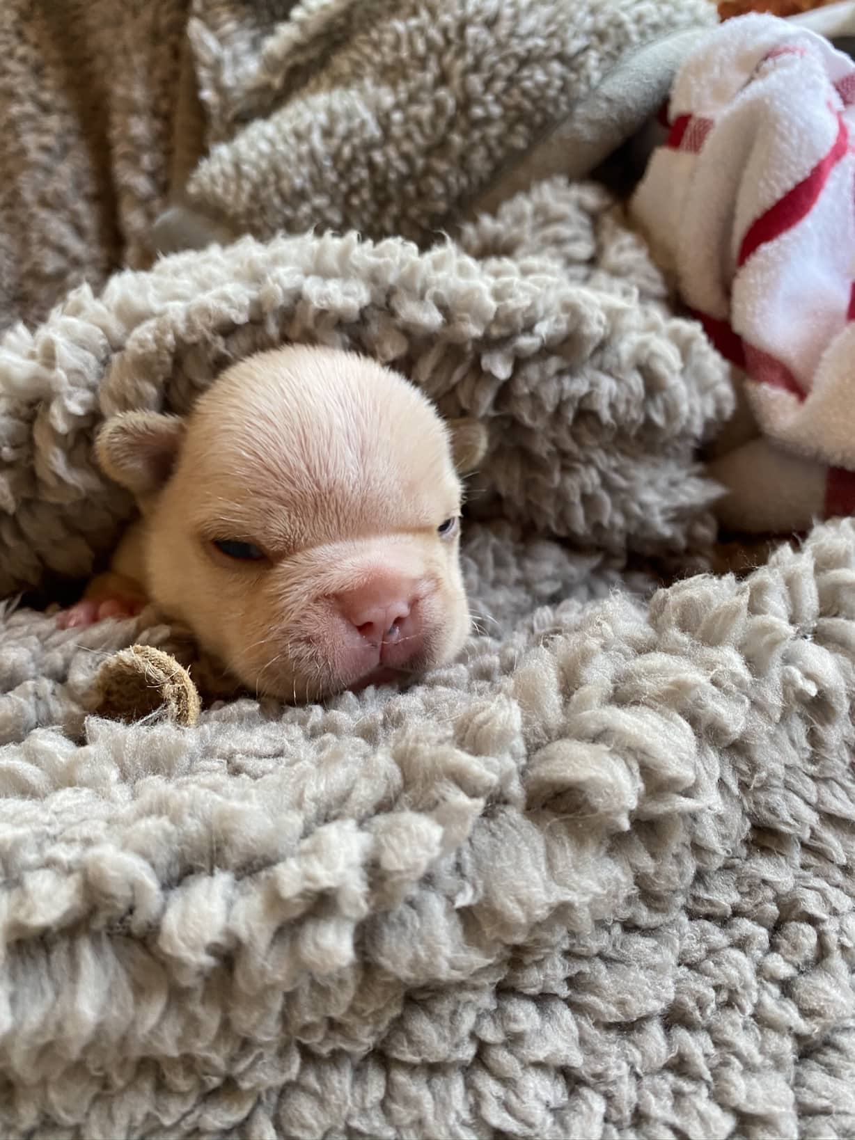 Cream Female French Bulldog: Nikkita-3420-SOLD - The French Bulldog