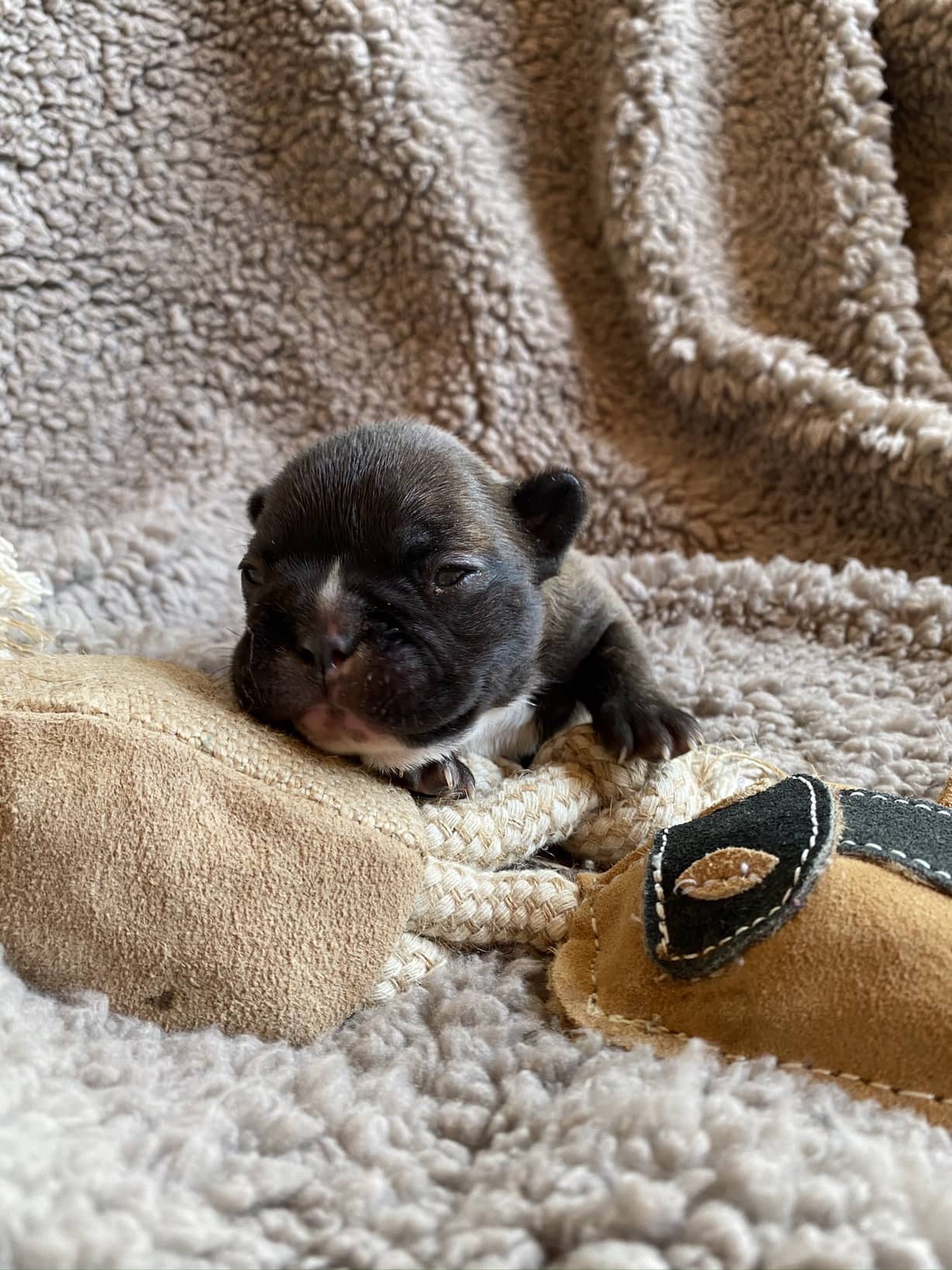 Cream Female French Bulldog: Nikkita-3420-SOLD - The French Bulldog