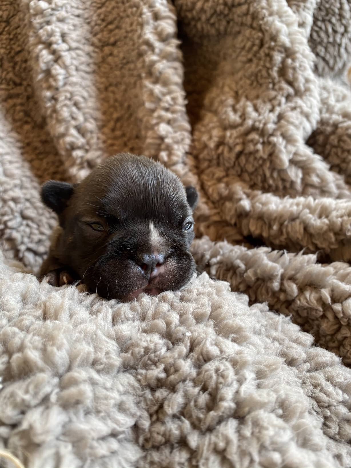 Cream Female French Bulldog: Nikkita-3420-SOLD - The French Bulldog