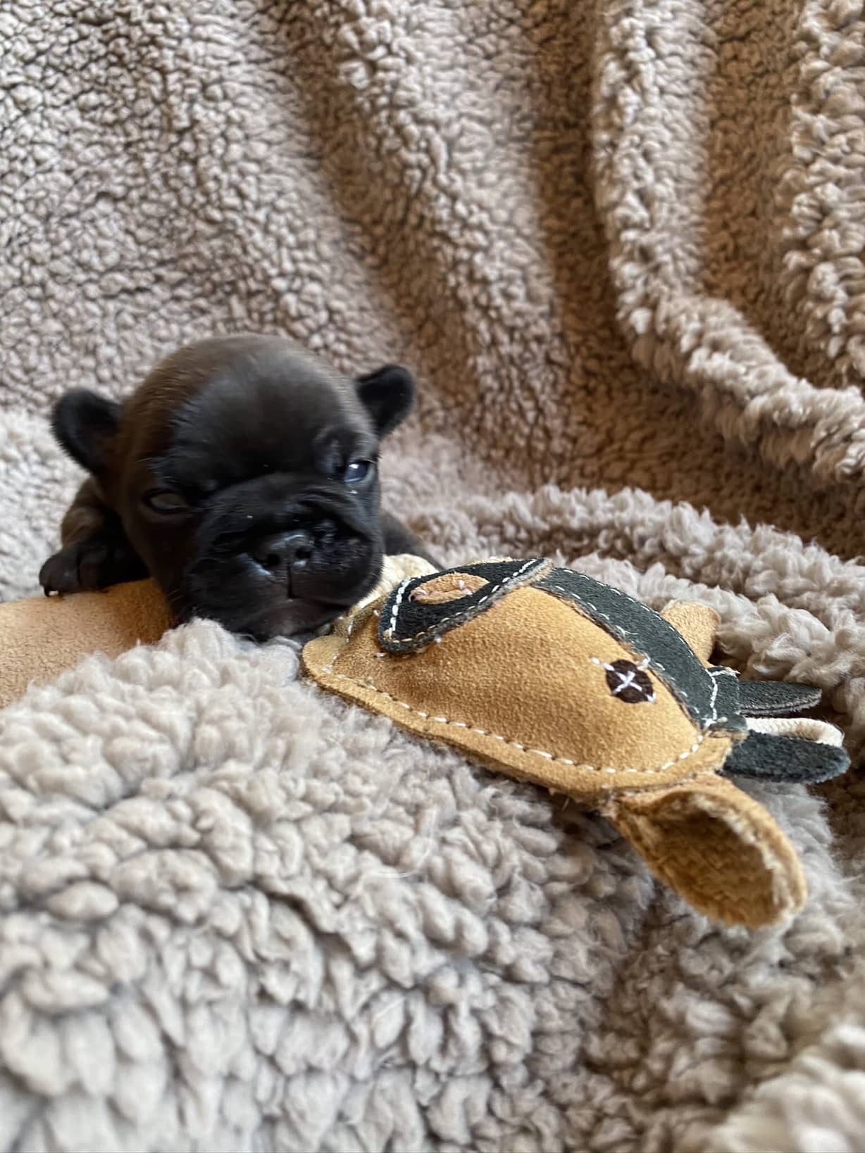 Cream Female French Bulldog: Nikkita-3420-SOLD - The French Bulldog