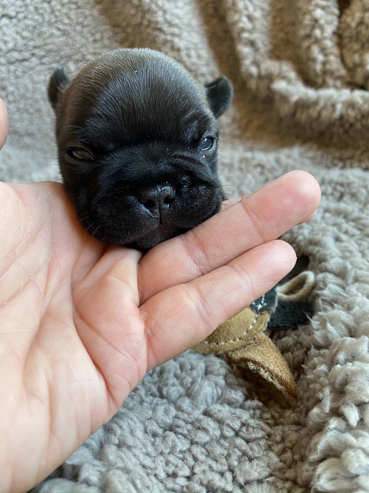 Cream Female French Bulldog: Nikkita-3420-SOLD - The French Bulldog