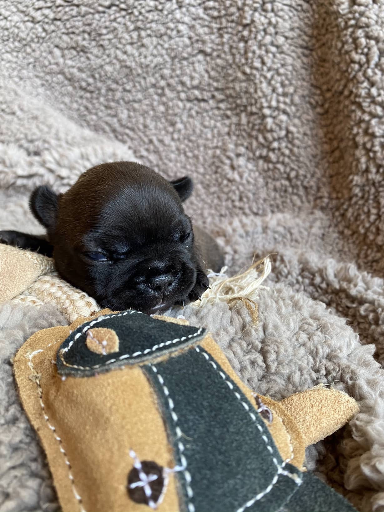 Cream Female French Bulldog: Nikkita-3420-SOLD - The French Bulldog