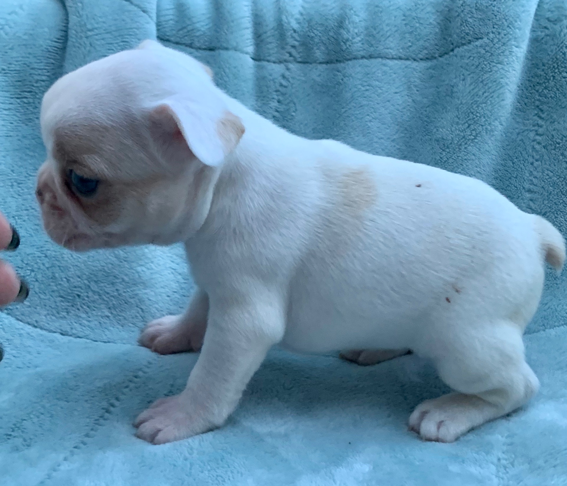 Cream Female French Bulldog: Nikkita-3420-SOLD - The French Bulldog