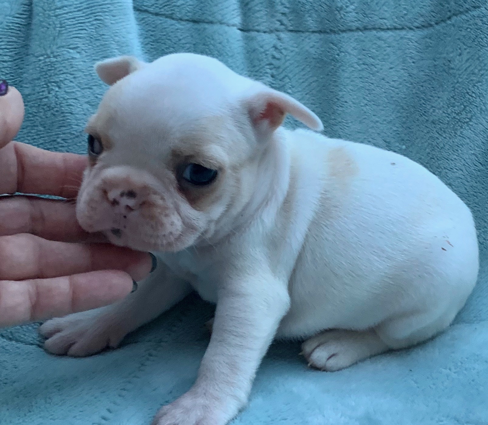 Cream Female French Bulldog: Nikkita-3420-SOLD - The French Bulldog