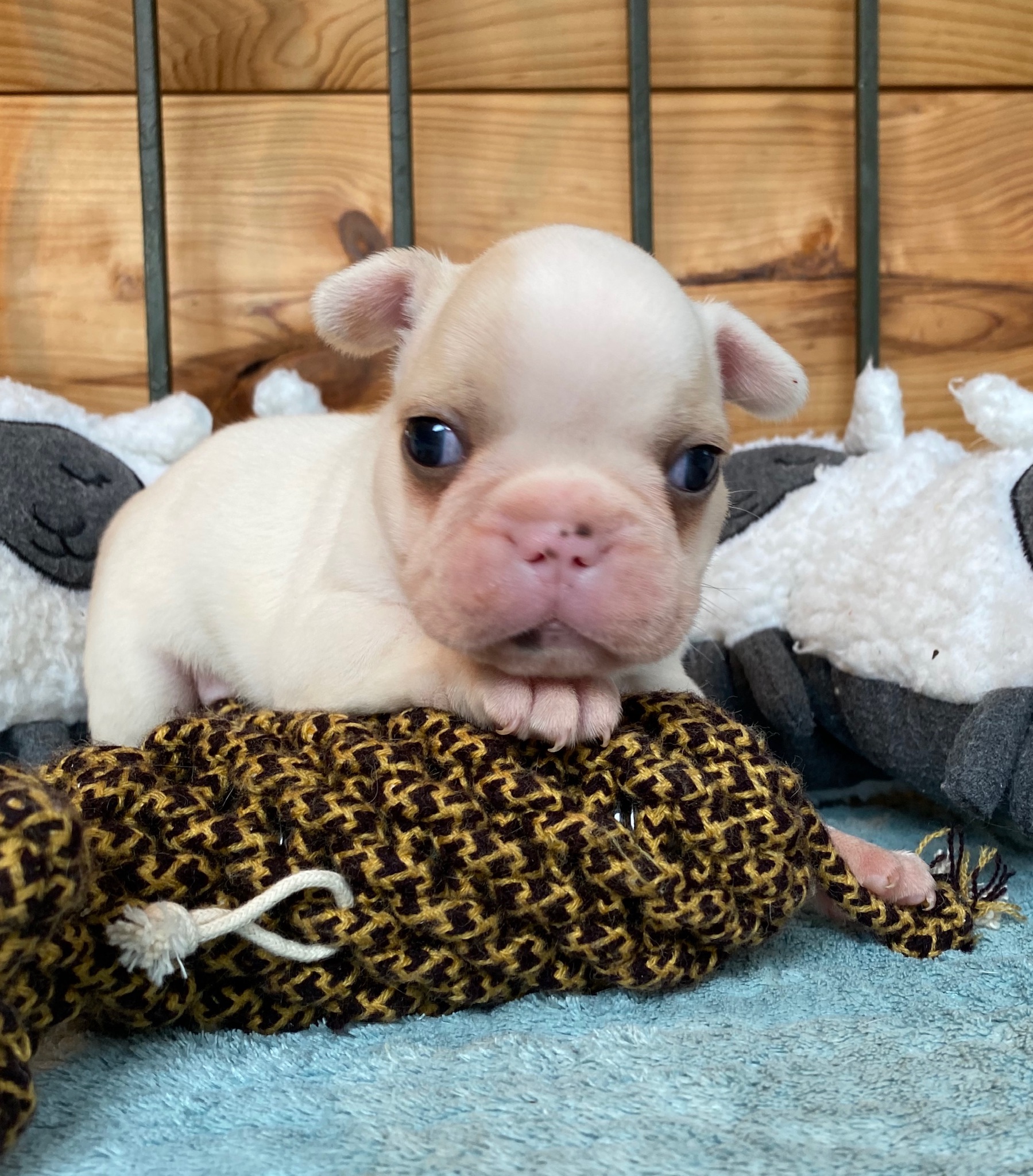 Cream Female French Bulldog: Nikkita-3420-SOLD - The French Bulldog