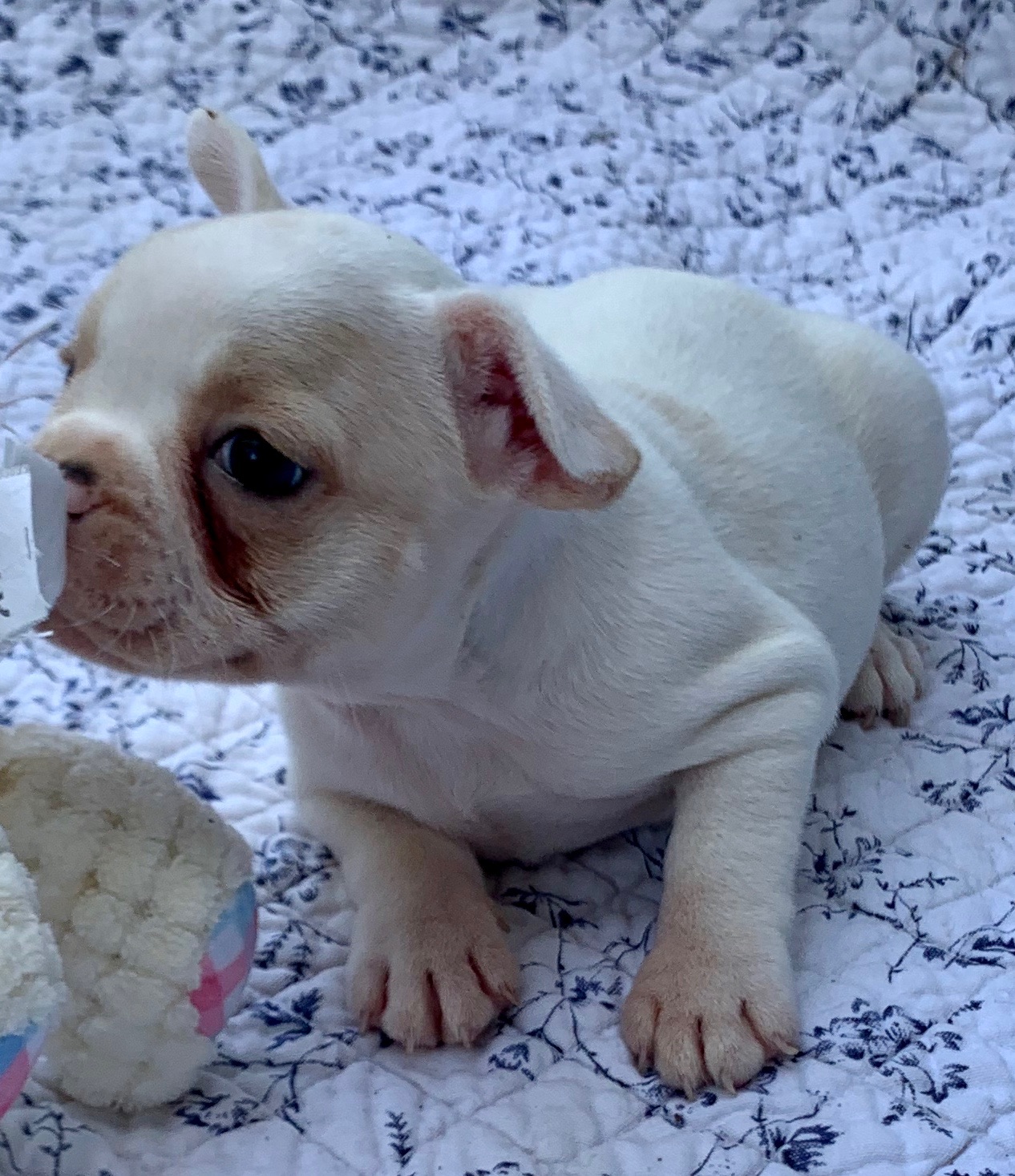 Cream Female French Bulldog: Nikkita-3420-SOLD - The French Bulldog
