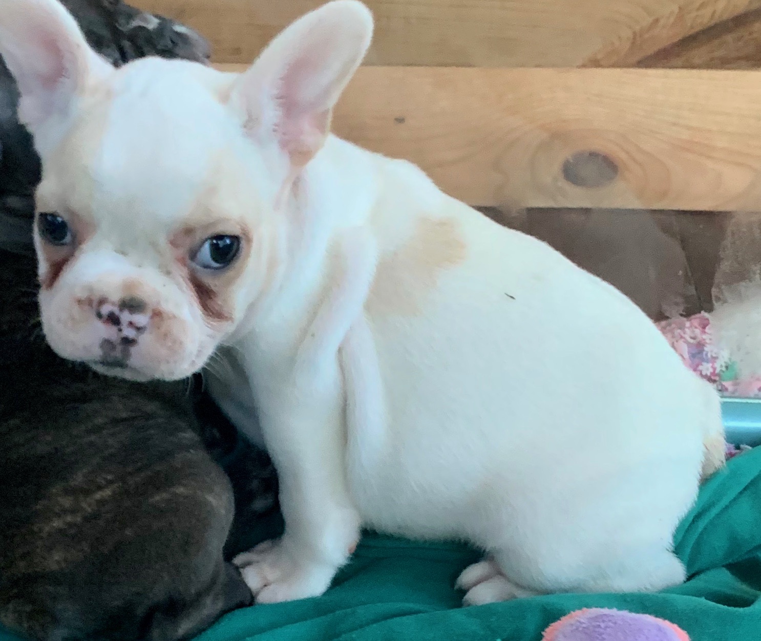Cream Female French Bulldog: Nikkita-3420-SOLD - The French Bulldog