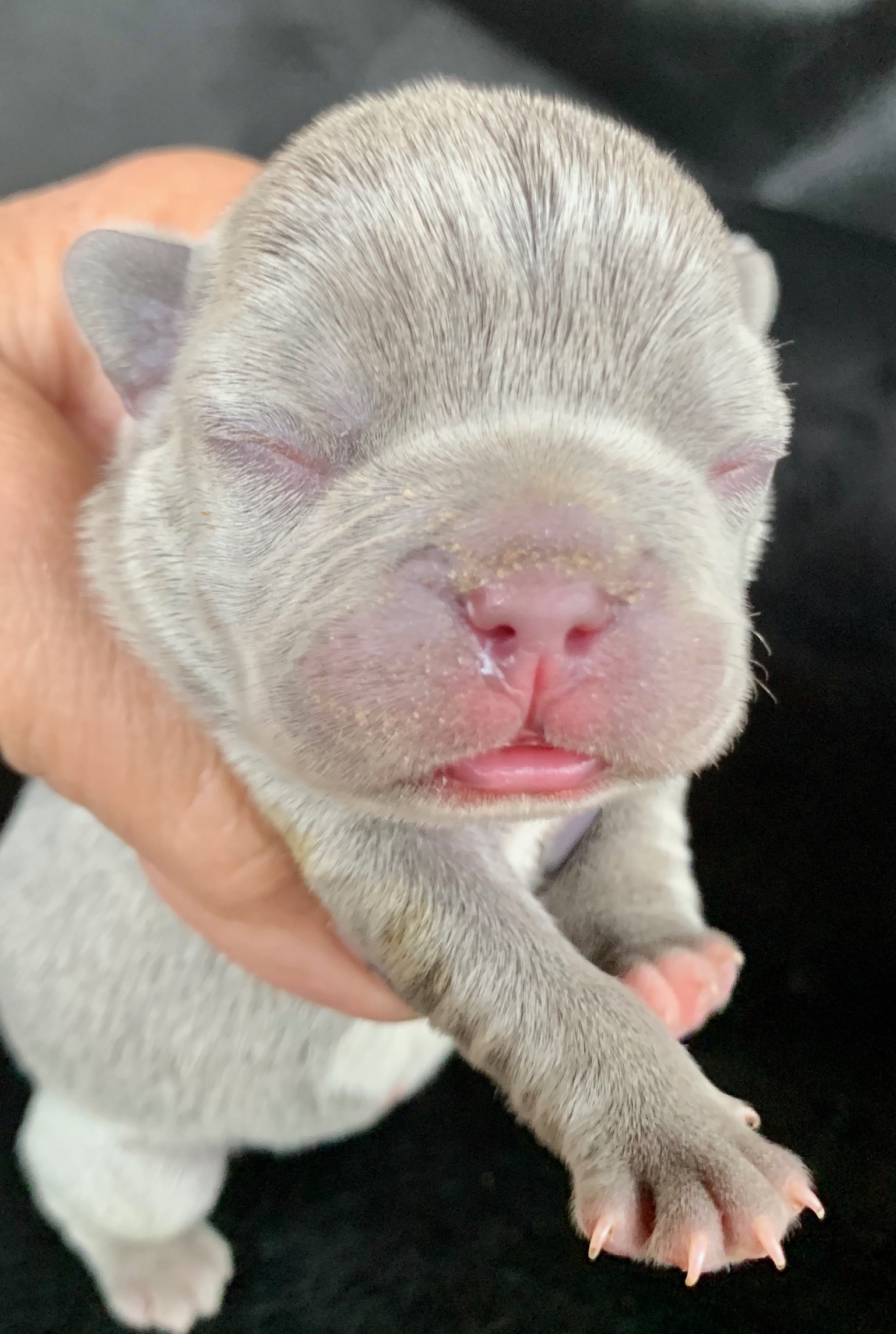 Litter of Lilac Fawn & Merle French Bulldog Puppies: Oct 19th - The ...