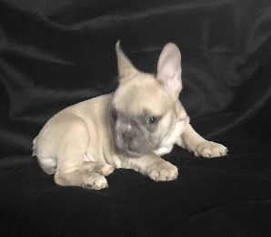 Lilac Fawn Female French Bulldog: Muffin-SOLD - The French Bulldog of ...