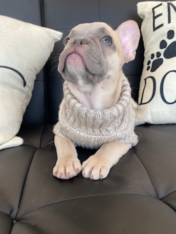 Lilac Fawn Female French Bulldog: Muffin-SOLD - The French Bulldog of ...