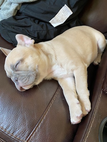 Lilac Fawn Female French Bulldog: Muffin-SOLD - The French Bulldog of ...