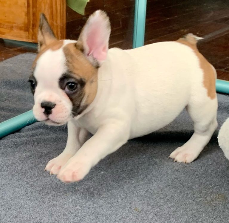 Fawn Pied French Bulldog