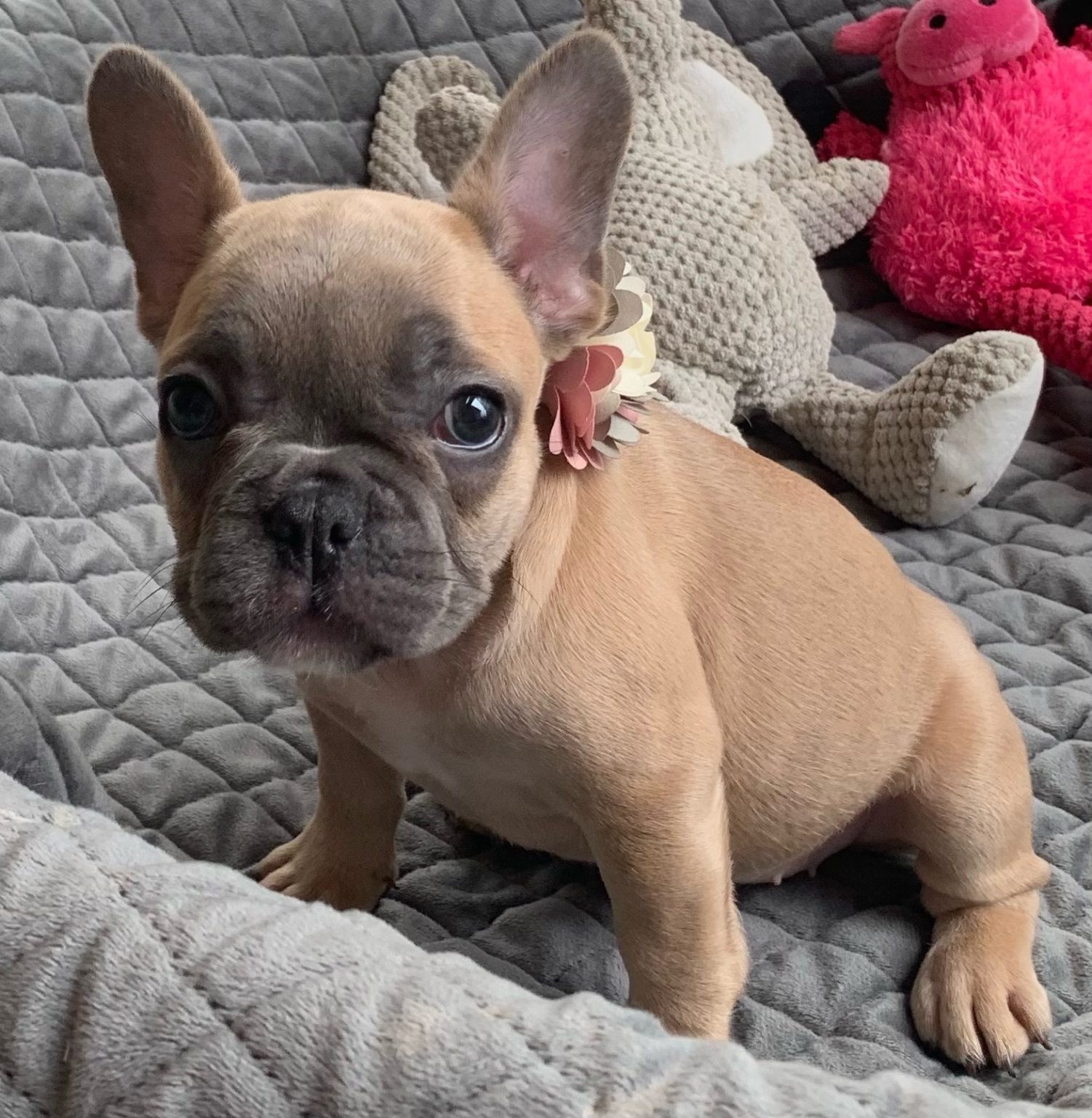 Blue Fawn Female French Bulldog: Xoey - The French Bulldog