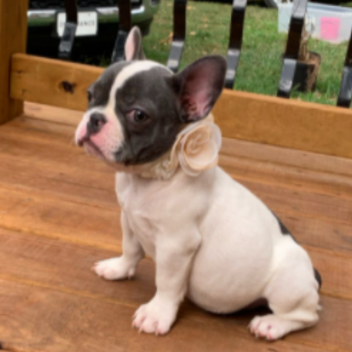 Blue Pied Female French Bulldog: Dicey-SOLD - The French Bulldog