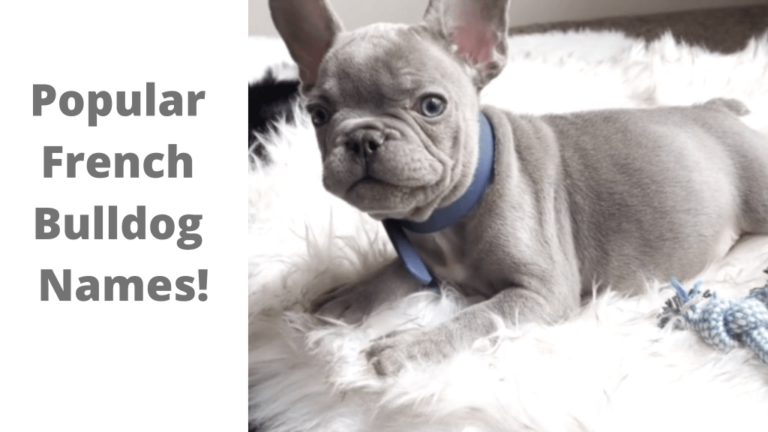 Popular French Bulldog Names - The French Bulldog