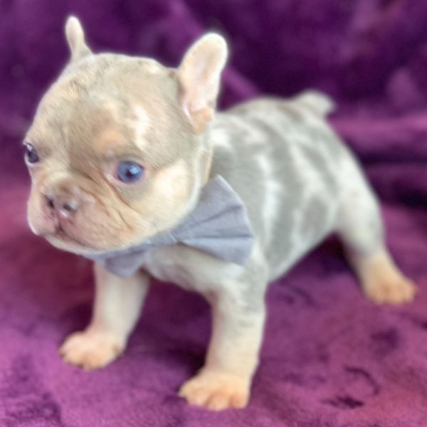 BENNIE-0453 Lilac merle male French Bulldog - The French Bulldog