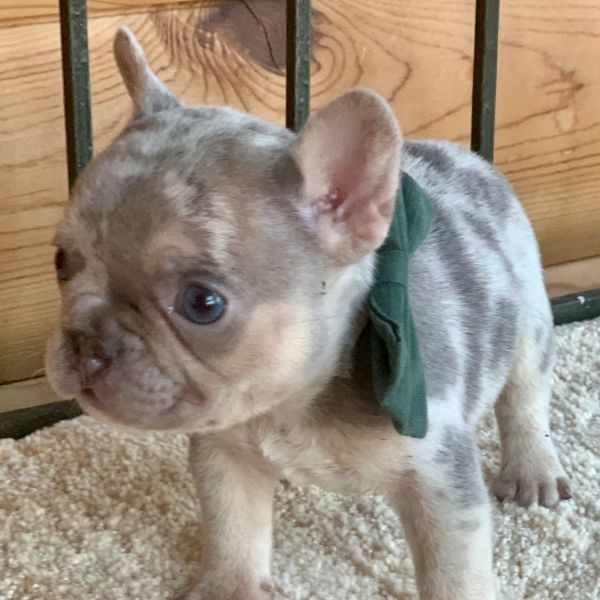 BENNIE-0453 Lilac merle male French Bulldog - The French Bulldog