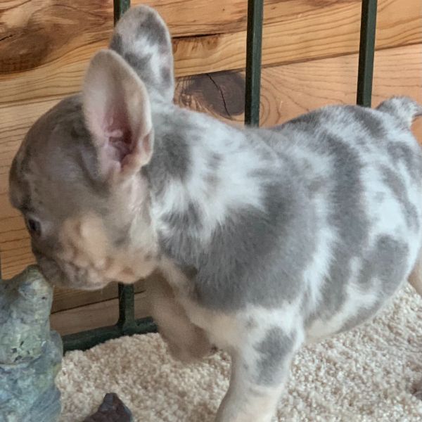 BENNIE-0453 Lilac merle male French Bulldog - The French Bulldog
