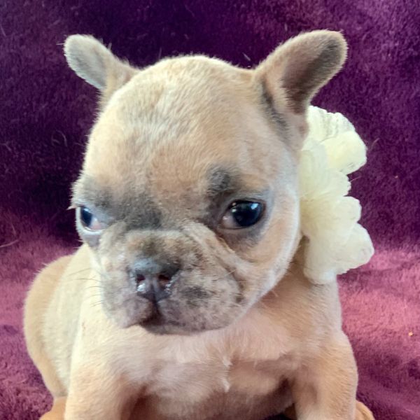 Lilac fawn merle female French Bulldog Cara0241 - The French Bulldog