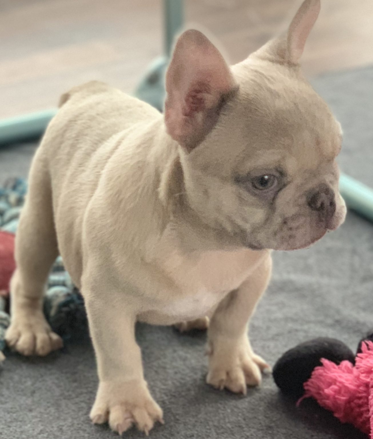 Lilac fawn merle male French Bulldog Chance0746 - The French Bulldog