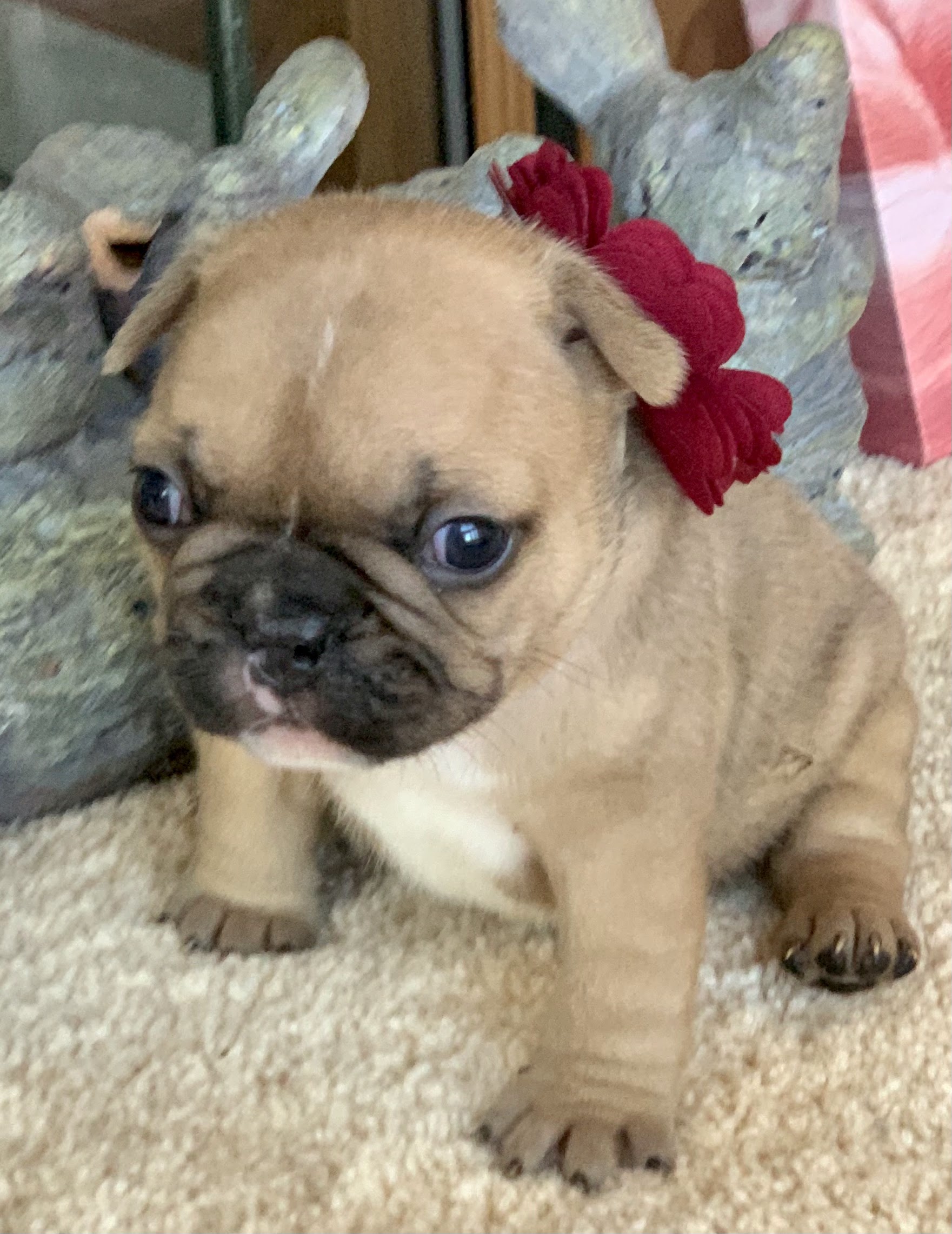 ANGLE-0177 fawn with most white female French Bulldog - The French Bulldog