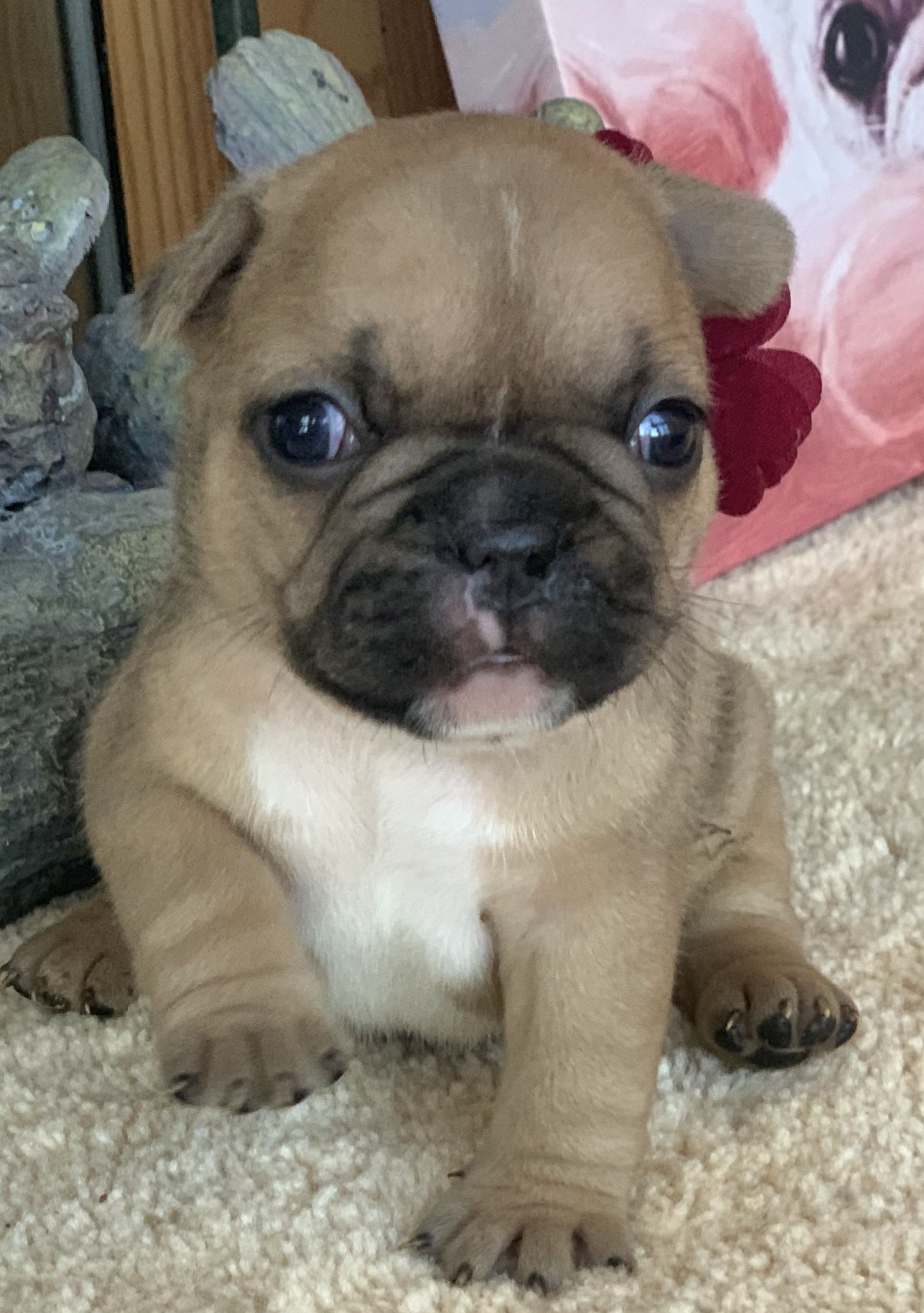 ANGLE-0177 fawn with most white female French Bulldog - The French Bulldog