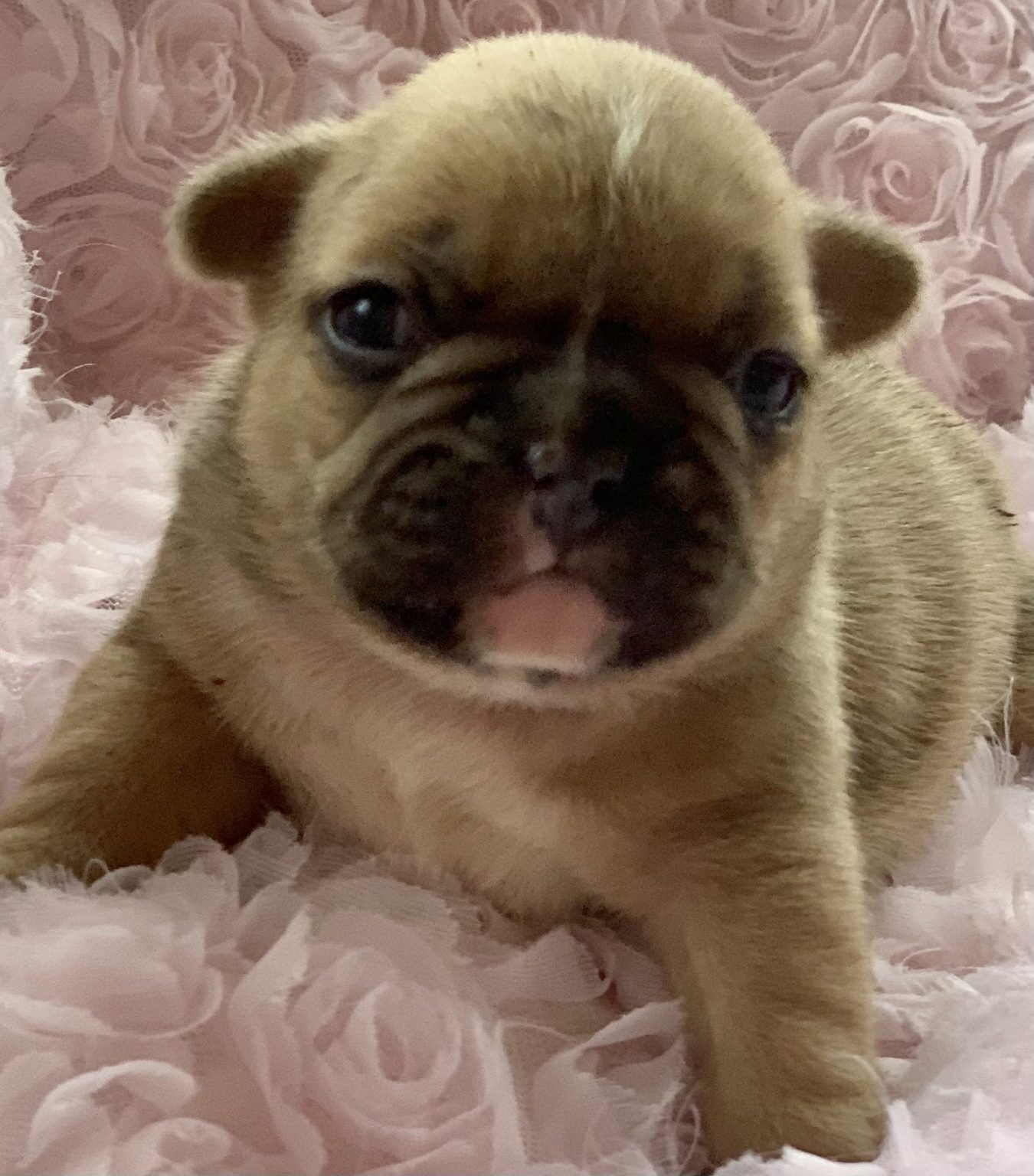 ANGLE-0177 fawn with most white female French Bulldog - The French Bulldog