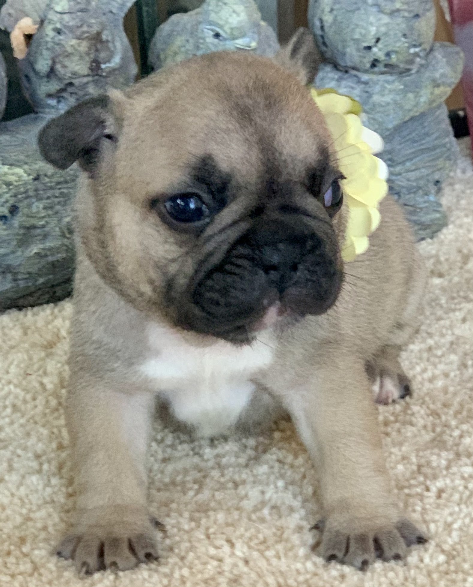 ATHENA-9517 fawn female French Bulldog - The French Bulldog