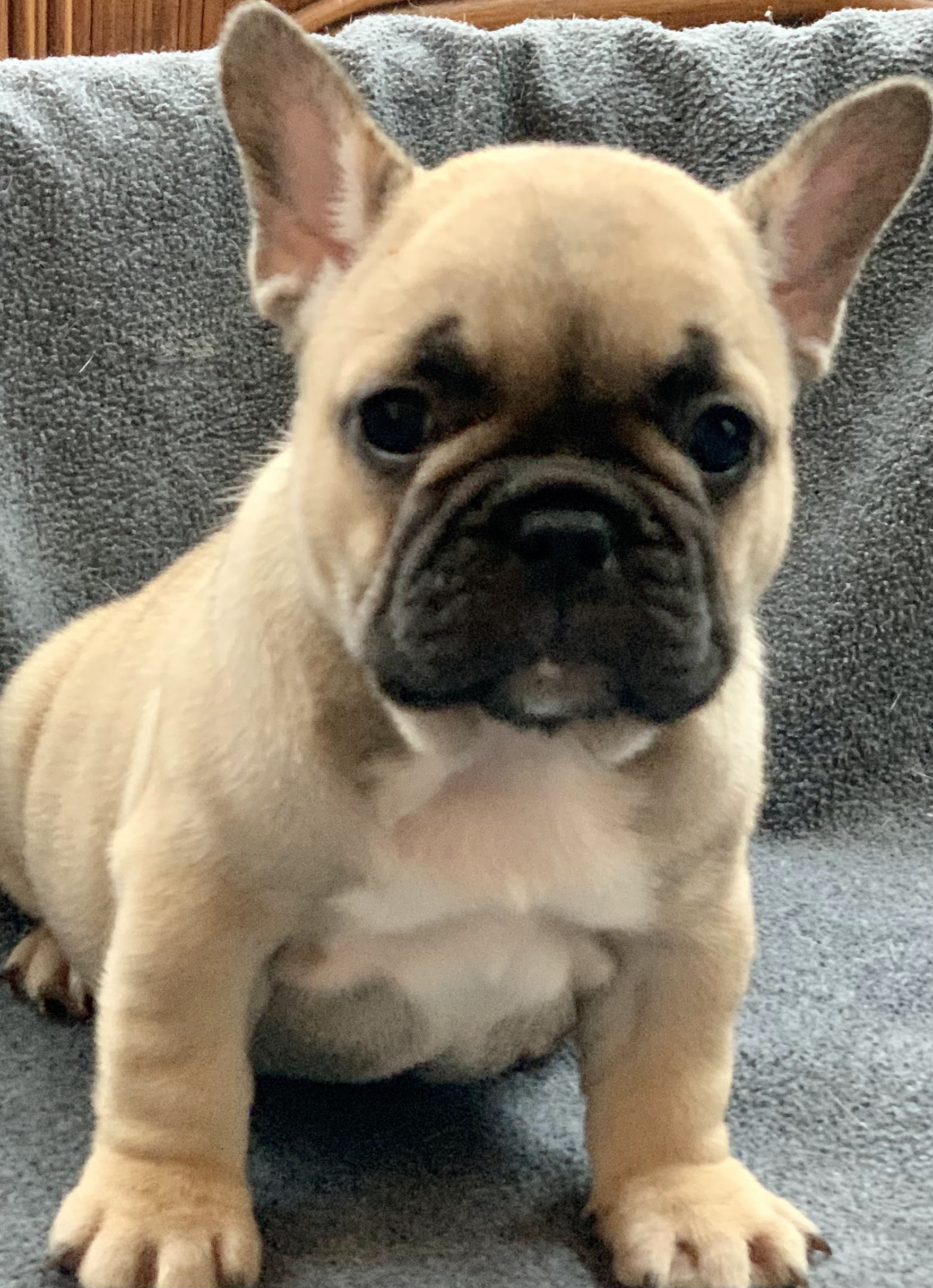 ATHENA-9517 fawn female French Bulldog - The French Bulldog
