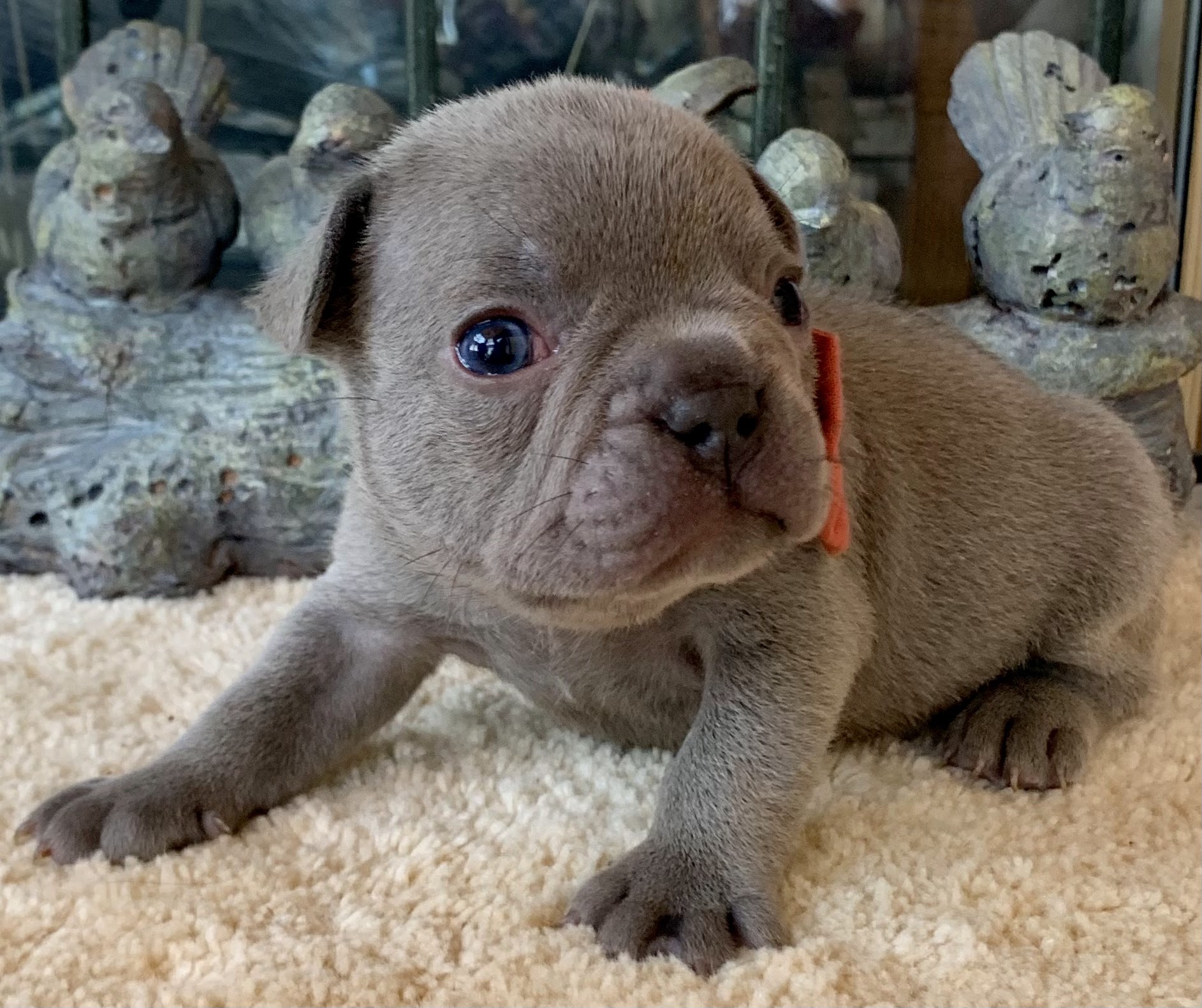 Forest-2269 lilac male French Bulldog - The French Bulldog