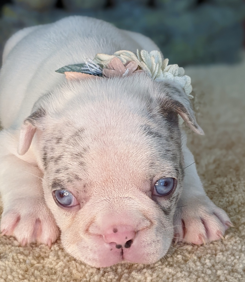 Forget-me-not 2661 white merle pied female French Bulldog - The French ...