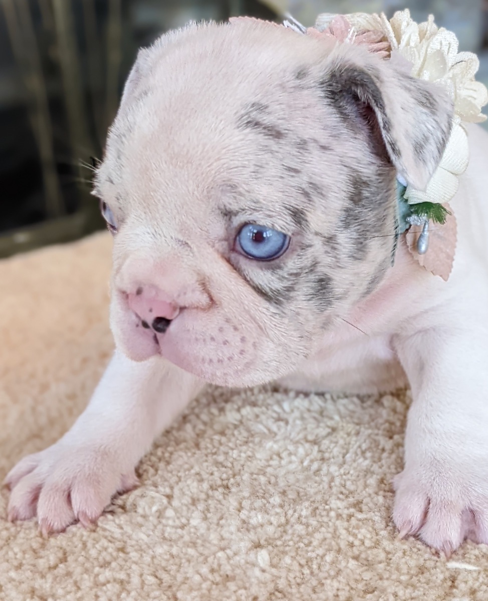 Forget-me-not 2661 white merle pied female French Bulldog - The French ...