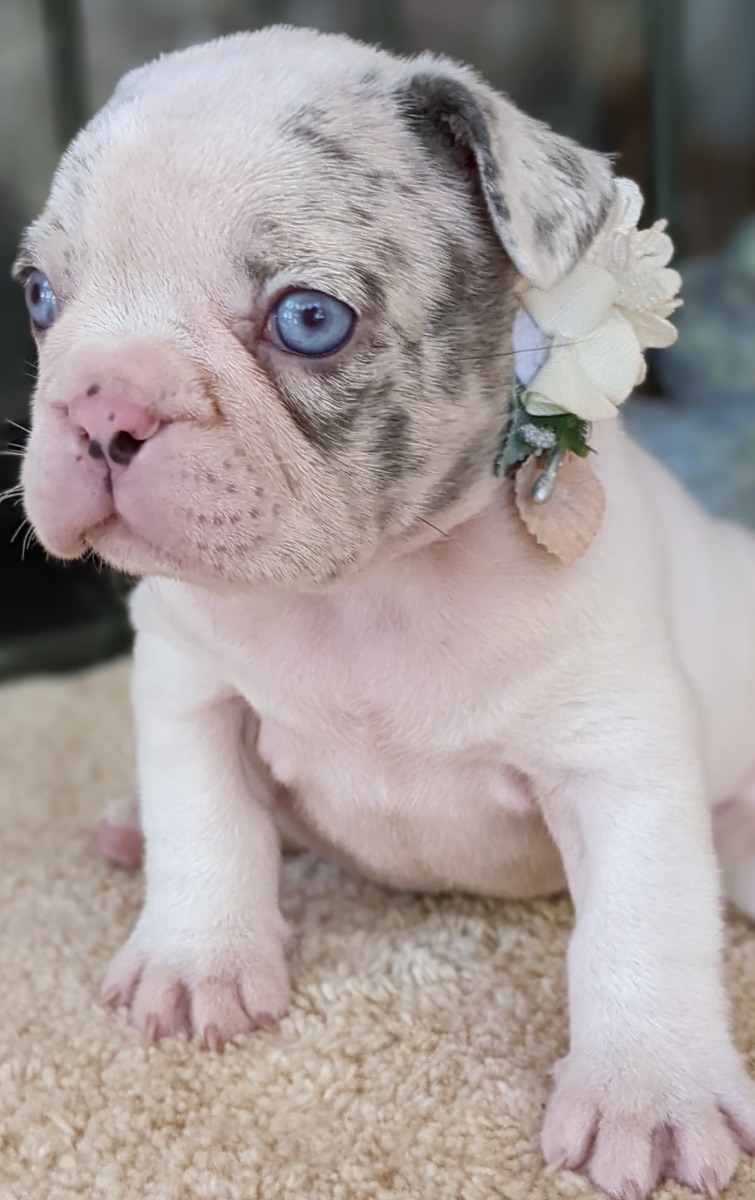 Forget-me-not 2661 white merle pied female French Bulldog - The French ...